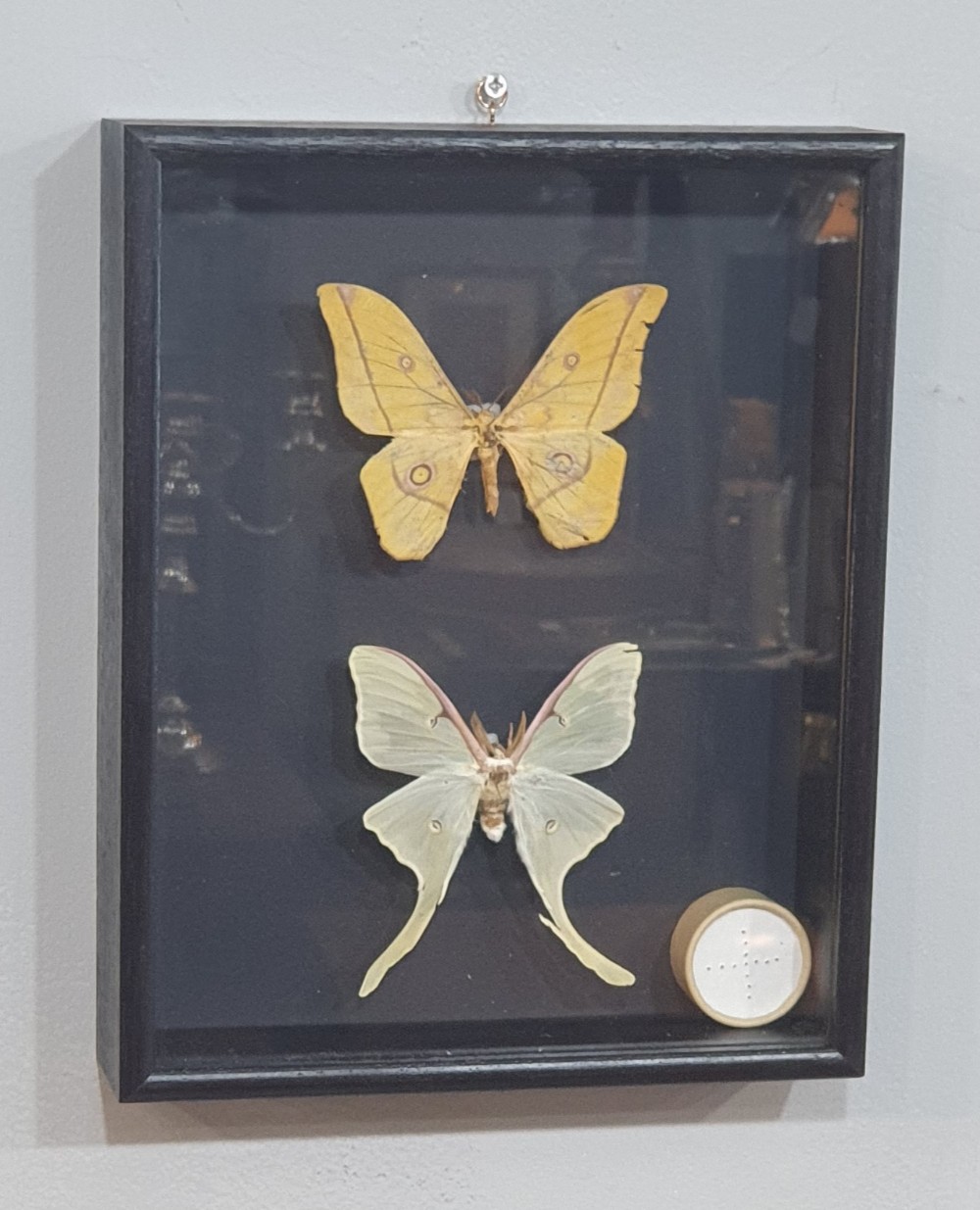 two-large-beautiful-vintage-tropical-moths-in-display-case-805557